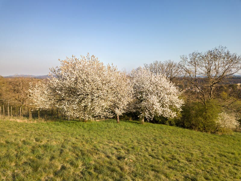 Blooming Cherry Tree on Hills in Spring Time Stock Photo - Image of ...