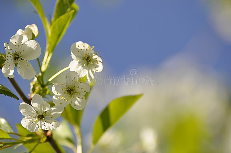 The Blooming Cherry Tree in May Stock Photo - Image of coming, april ...