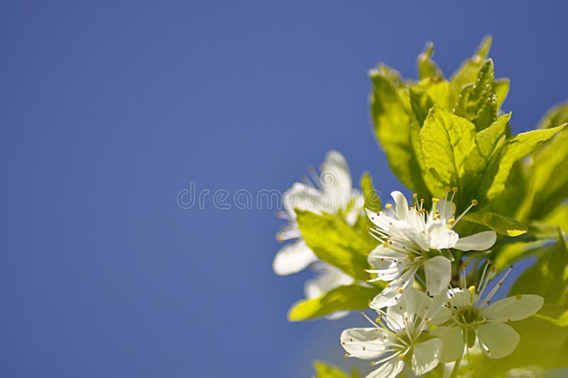 The Blooming Cherry Tree in May Stock Photo - Image of garden, inside ...