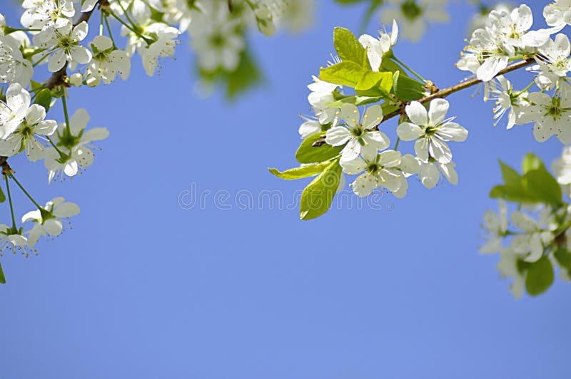 The Blooming Cherry Tree in May Stock Image - Image of april, cherry ...