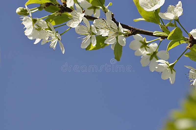 The Blooming Cherry Tree in May Stock Photo - Image of april, cherry ...