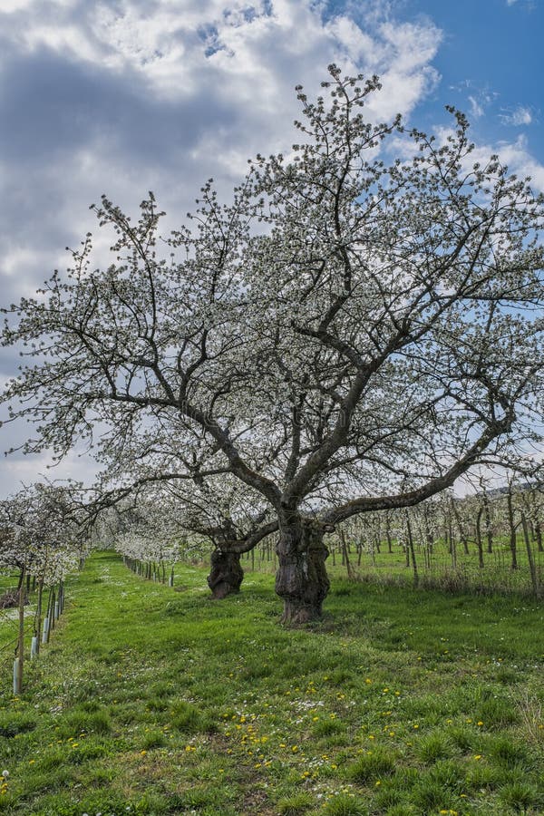 Spring Awakening in the Rheingau Stock Photo - Image of blooming ...