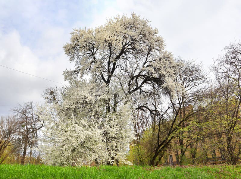 Blooming Cherry Tree in Park in Spring Time Stock Image - Image of ...