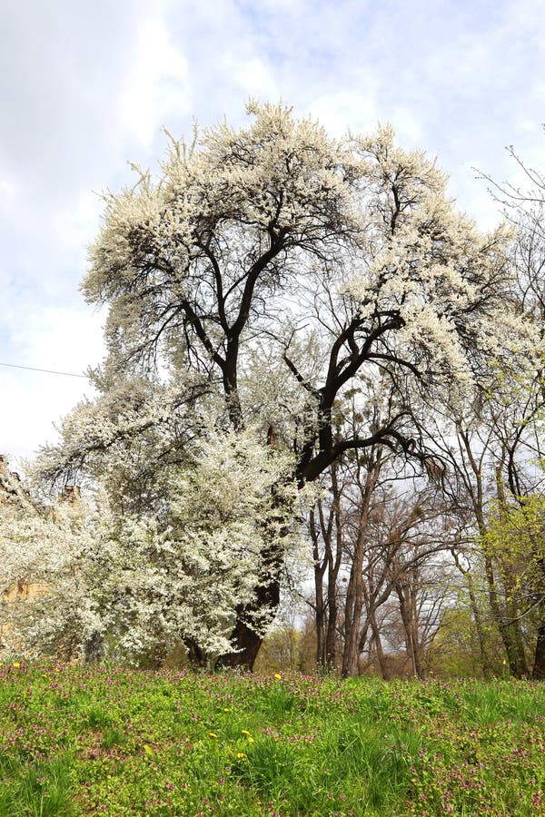 Blooming Cherry Tree in Park in Spring Time Stock Image - Image of ...