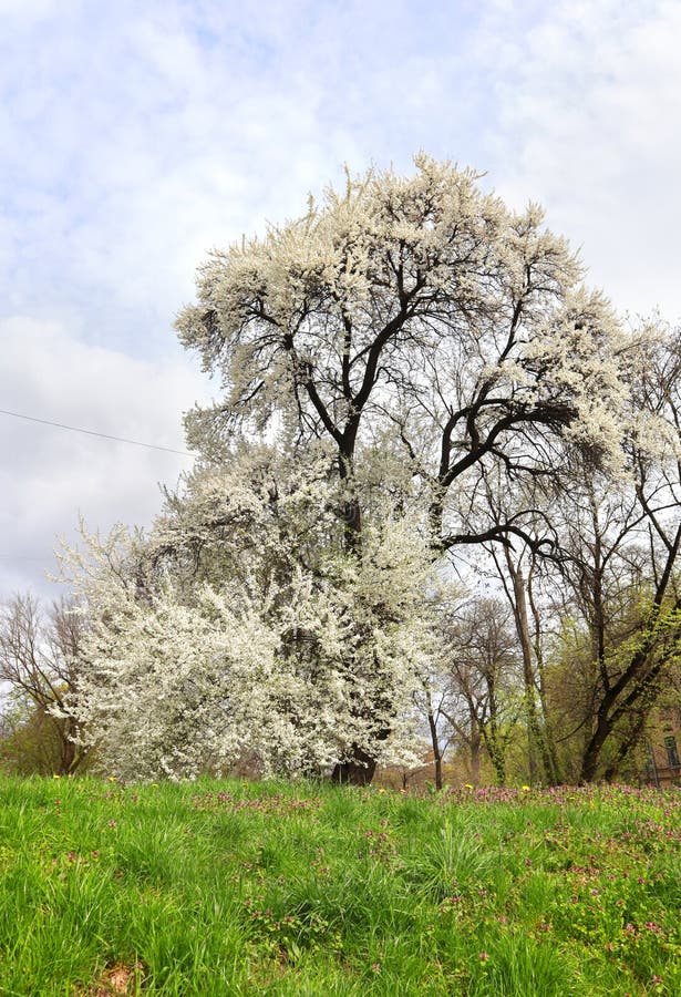 Blooming Cherry Tree in Park in Spring Time Stock Image - Image of ...