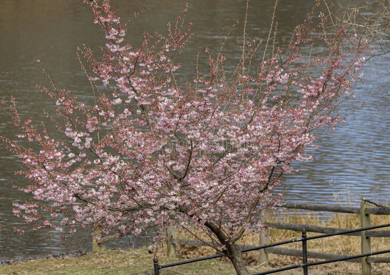 A Cherry Tree is in Bloom on the Shore of a Pond Stock Image - Image of ...