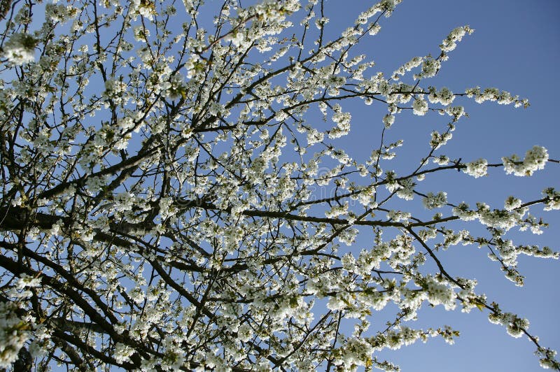 Blooming Cherry Tree, Prunus Sp Stock Image - Image of fruit ...