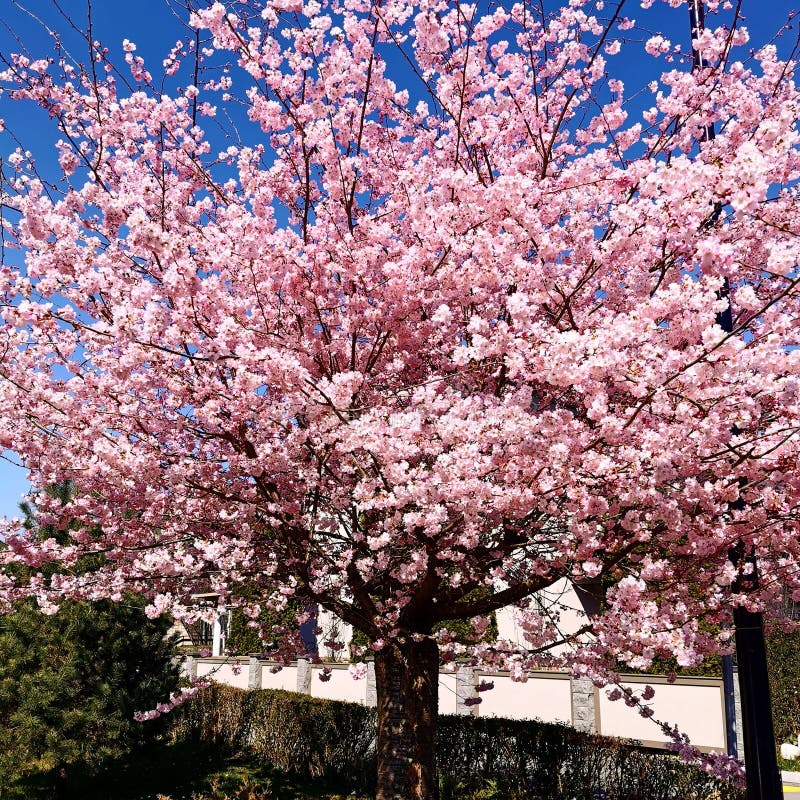 Blooming Cherry Tree in the Spring Stock Image - Image of plant, fruit ...