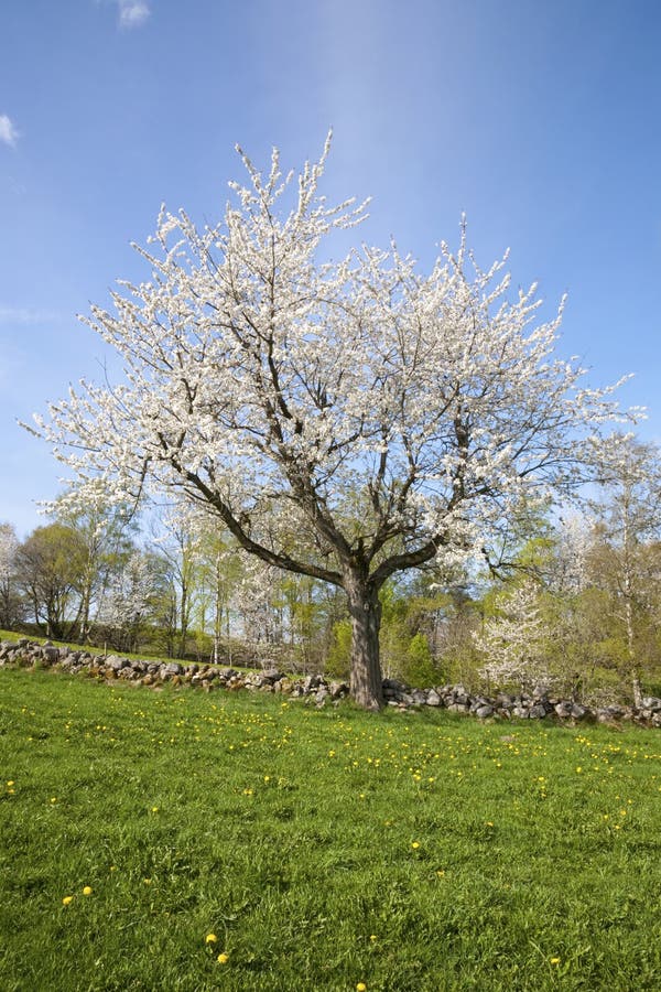 Monkey Tree stock image. Image of cones, shape, monkey - 458015