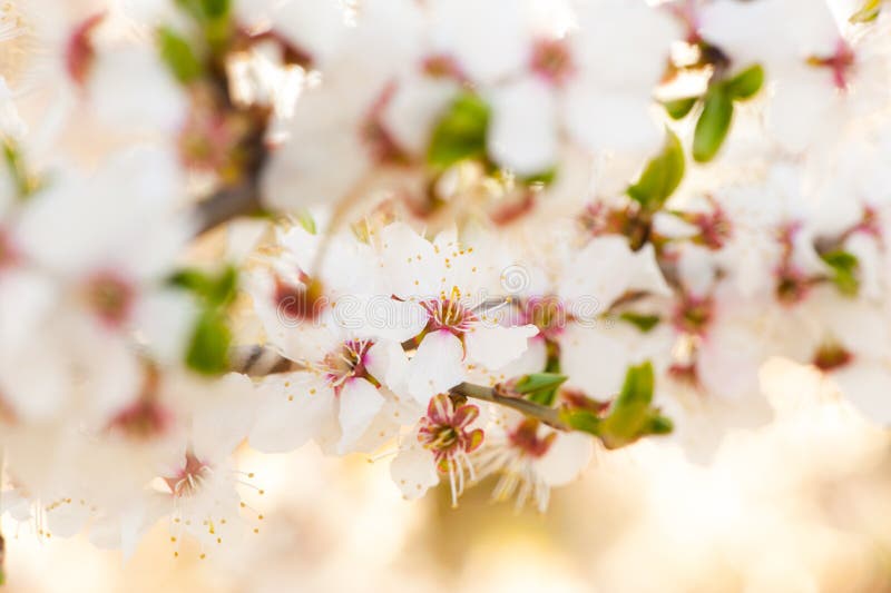Blooming Cherry Tree in Spring Stock Photo - Image of macro ...