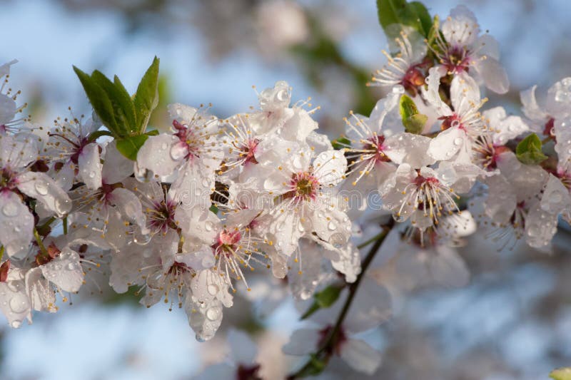 Blooming Cherry Tree in Spring Stock Image - Image of spring, bloom ...