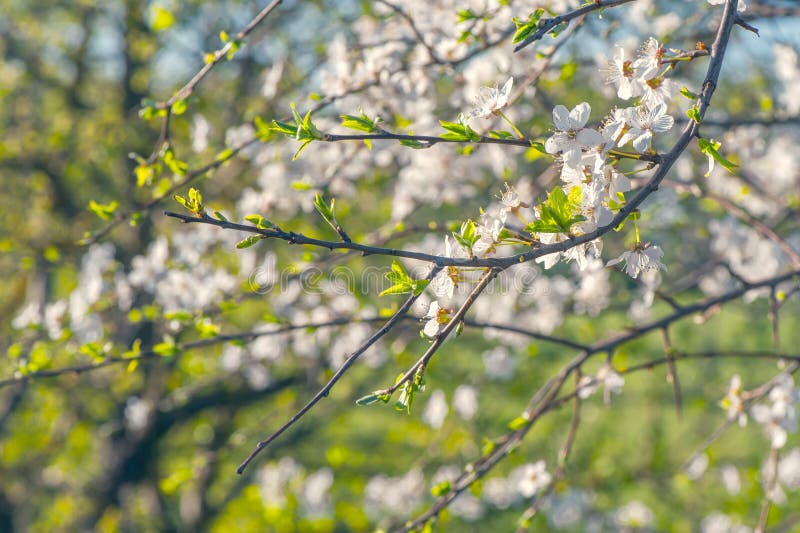 Blooming Cherry Tree in Spring Stock Photo - Image of pistil, life ...