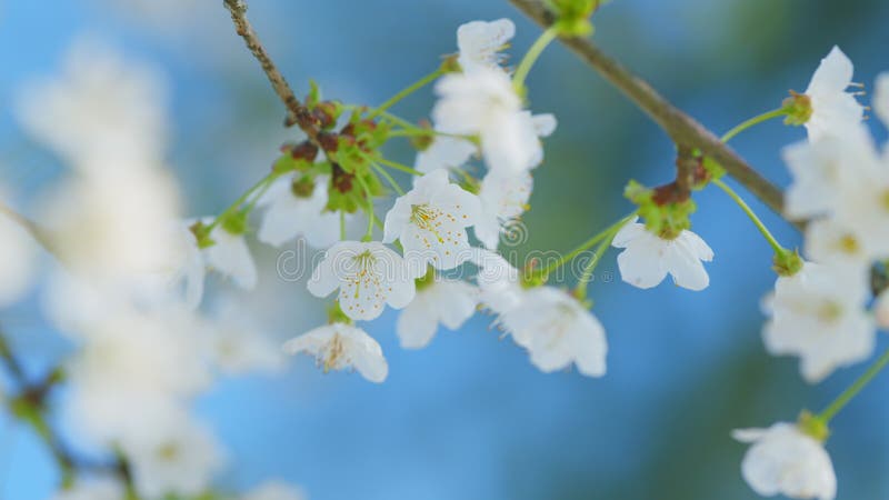 Blooming Cherry Tree in Spring. Flowering Wild Cherry. Branch of Sweet ...