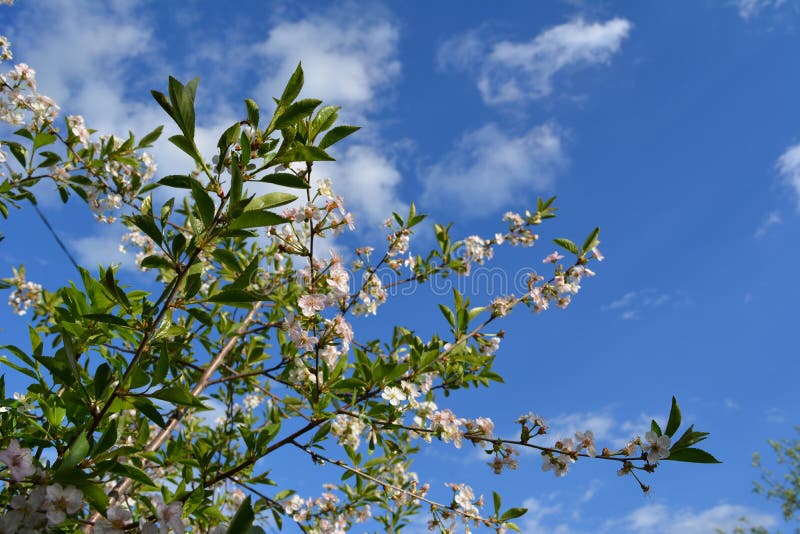 Blooming Cherry Tree in Spring Garden. Branches with Fresh Leaves and ...