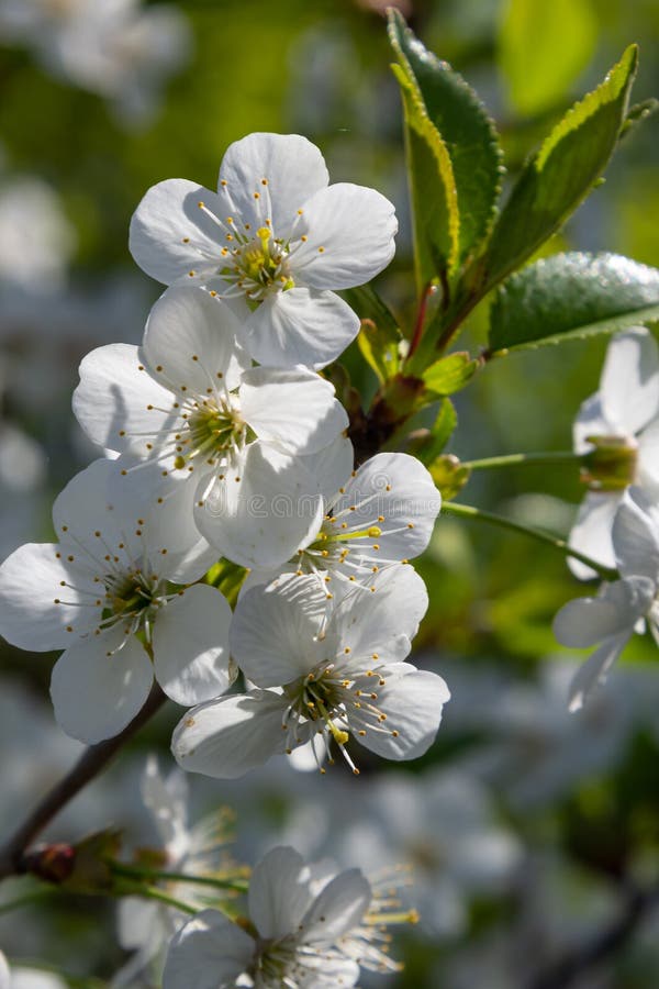 Blooming Cherry Tree in the Spring Garden. Close Up of White Flowers on ...