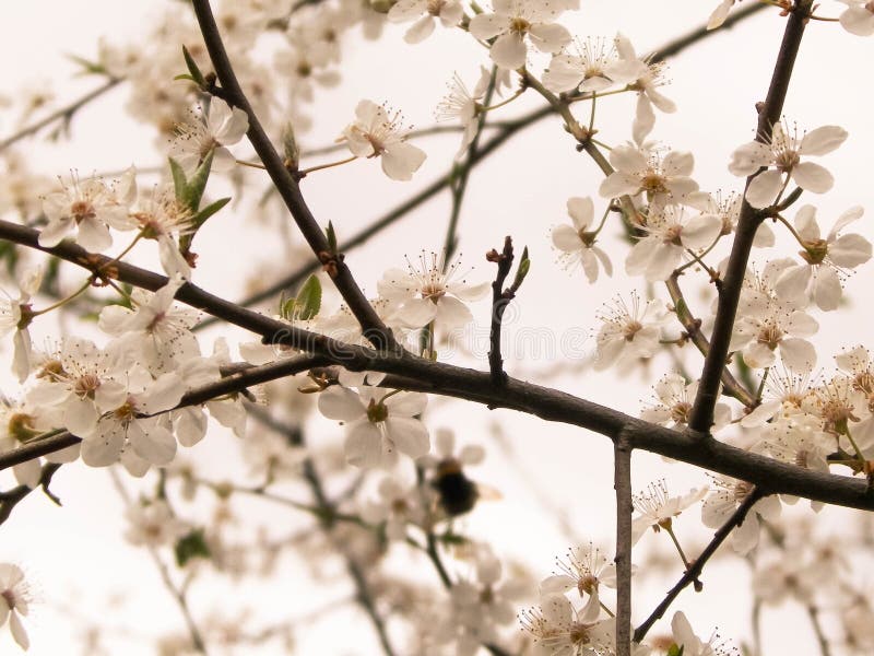 Blooming Cherry Tree in Spring Stock Photo - Image of branch, field ...