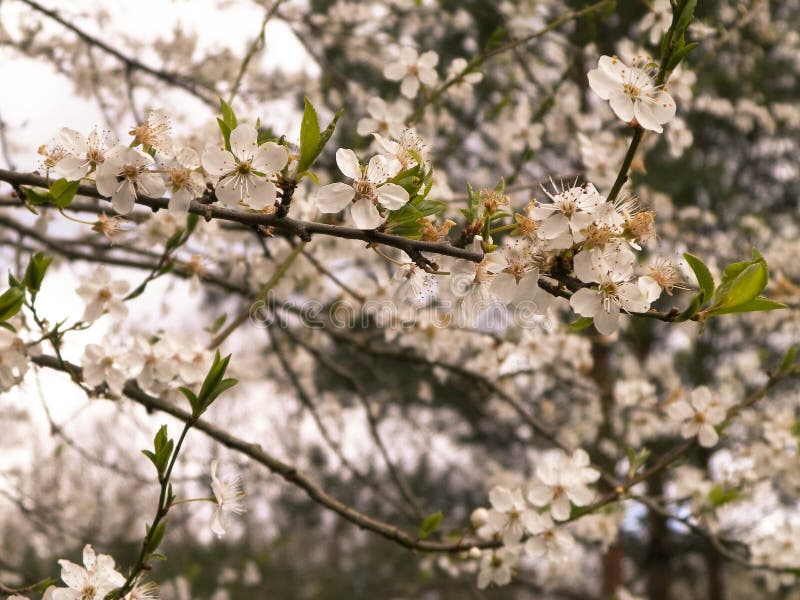 Blooming Cherry Tree in Spring Stock Image - Image of flower, leaf ...