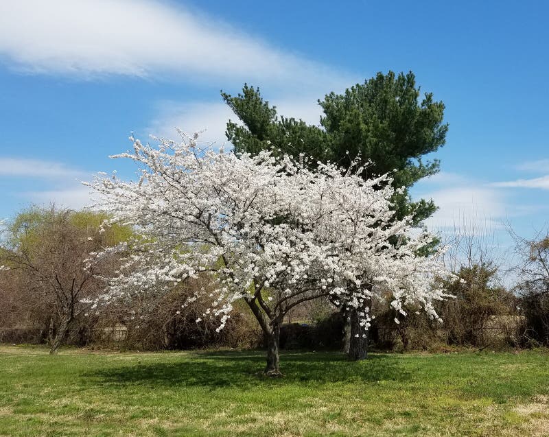 Blooming Cherry Tree in Spring Stock Photo - Image of holiday, nature ...