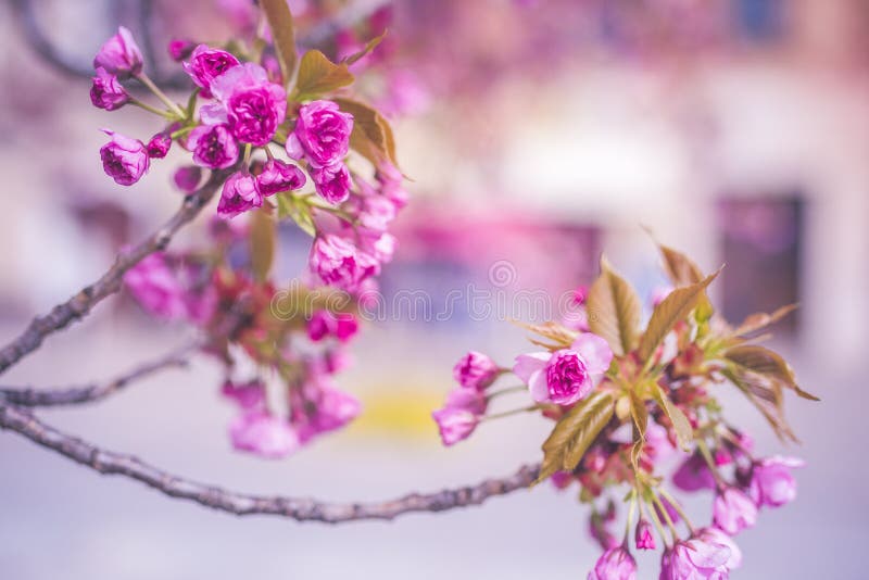 Blooming Cherry Tree in Spring Time. Stock Image - Image of white ...