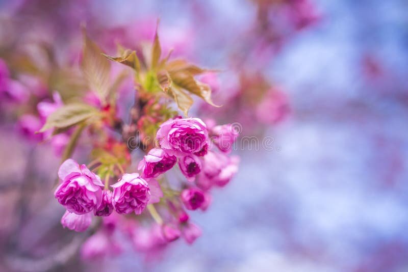 Blooming Cherry Tree in Spring Time. Stock Photo - Image of leaf ...