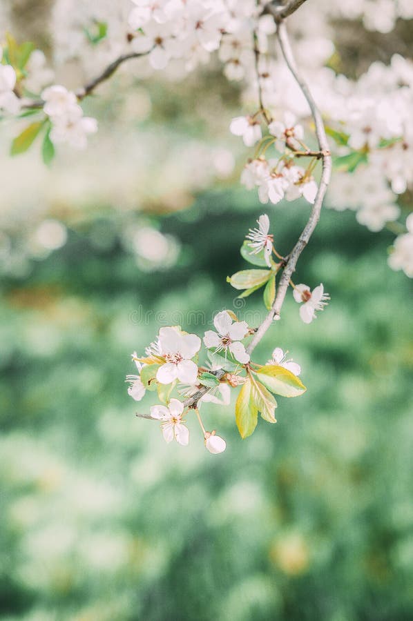 Blooming Cherry Tree in Spring Time Stock Image - Image of morning ...