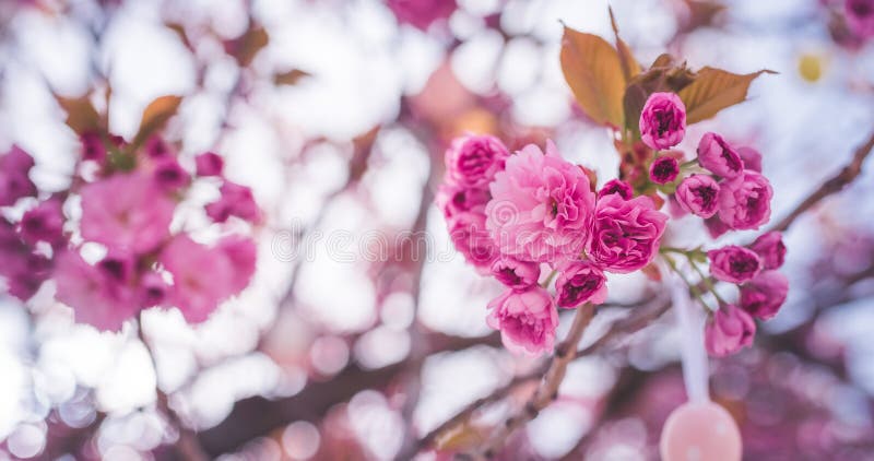 Blooming Cherry Tree in Spring Time. Sakura Cherry. Stock Photo - Image ...
