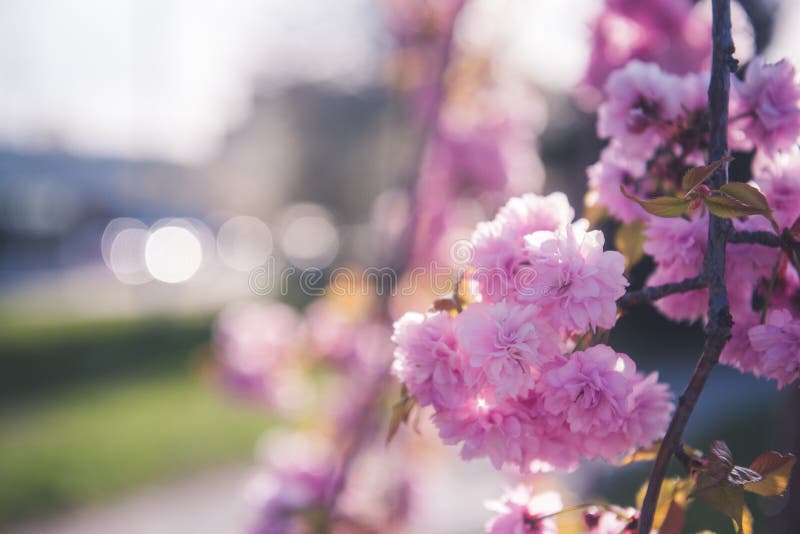 Blooming Cherry Tree in Spring Time. Sakura Cherry. Stock Image - Image ...
