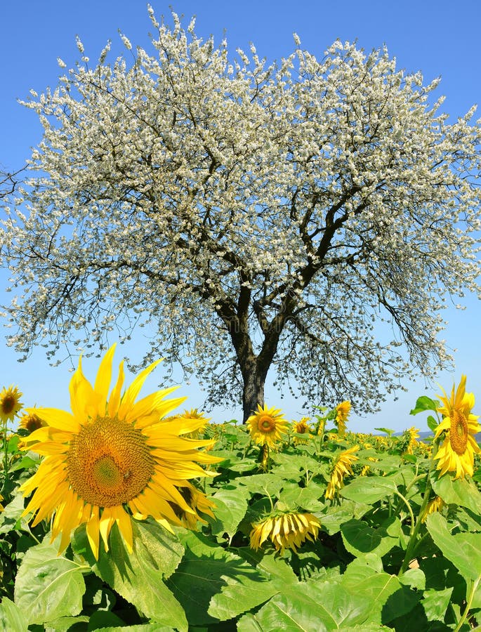 Blooming Cherry Tree in Sunflower Field. Stock Image - Image of natural ...