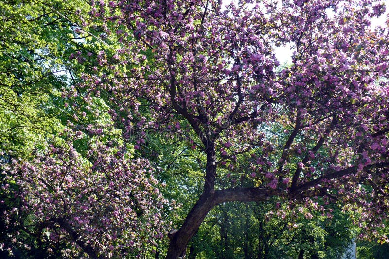 Blooming Cherry Tree Violet Pink in the Park Stock Image - Image of ...