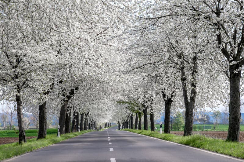 Blooming Cherry Trees Along the Road Stock Photo - Image of spring ...