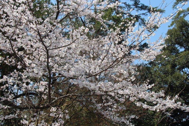 Blooming Cherry Trees in Amanohashidate (japan) Stock Photo - Image of ...