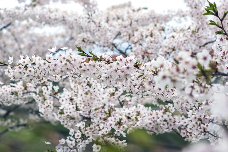Blooming Cherry Trees in Bright Spring Day. Stock Photo - Image of asia ...