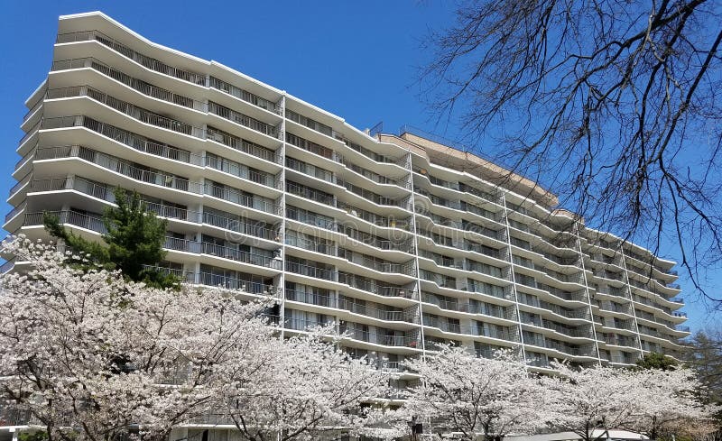 Blooming Cherry Trees in Front of a High Rise Multistory Building Stock ...
