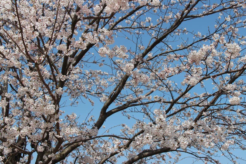 Blooming Cherry Trees in a Park in Amanohashidate (japan) Stock Photo ...