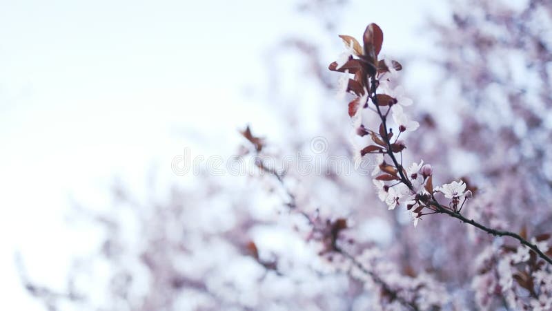 Blooming Cherry Trees in a Peaceful Park during Springtime Stock ...