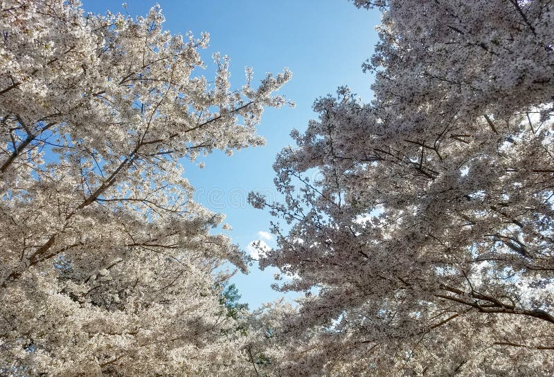 Blooming Cherry Trees in Spring Stock Photo - Image of green, garden ...