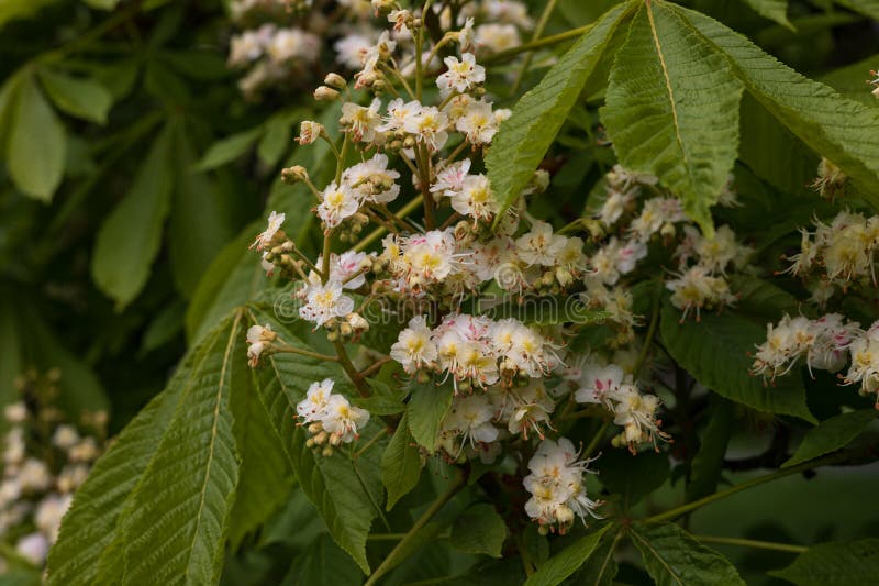 Blooming Chestnut Aesculus Hippocastanum Time Lapse Stock Photos - Free ...
