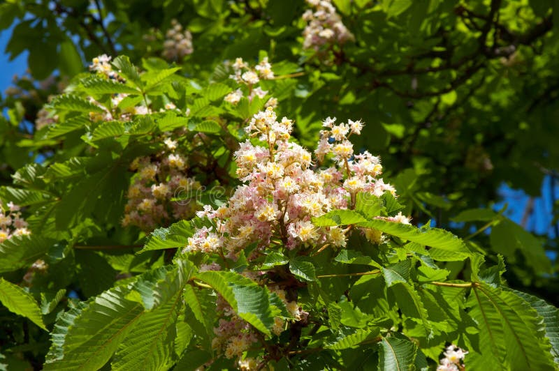 Blooming chestnut stock photo. Image of green, petal - 70873764