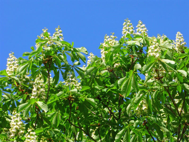 Blooming Chestnut, Clear Blue Sky Stock Photo - Image of growth, europe ...