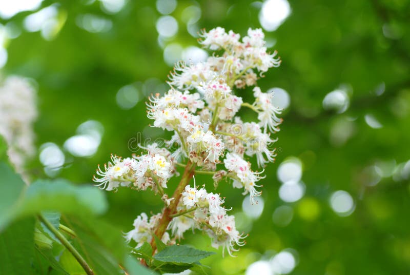 Blooming Chestnut Tree Flowers on the Blue Sky Stock Photo - Image of ...
