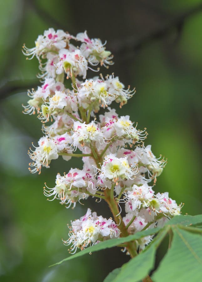 Blooming chestnut stock photo. Image of russia, pehrayakovlevskoye ...