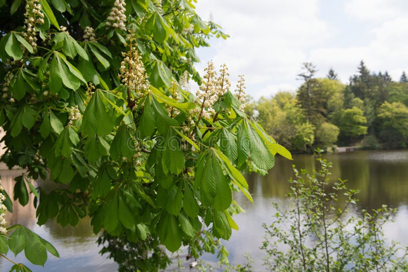 Blooming chestnut tree stock image. Image of white, flowers - 116041073