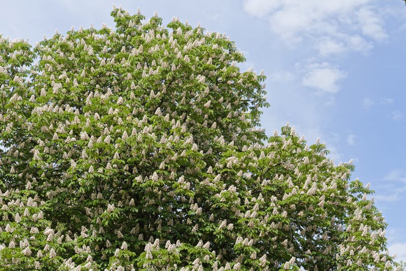 Blooming chestnut tree stock photo. Image of leaves - 123192704