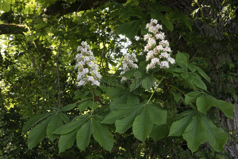 Blooming chestnut tree stock photo. Image of blossoming - 251539210