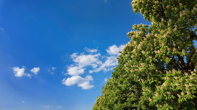 Blooming Chestnut Tree Against a Blue Sky with Clouds Stock Photo ...