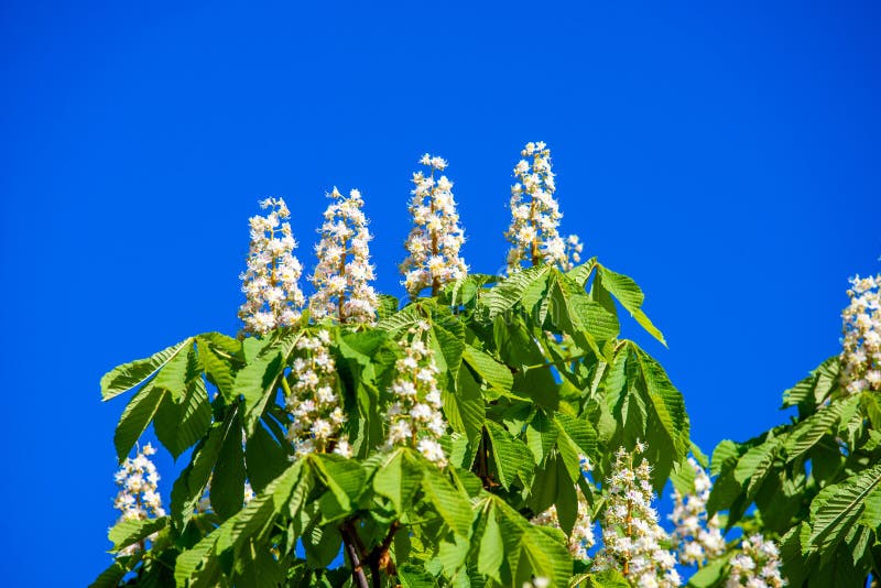 Blooming Chestnut Tree at Sunset.blooming Chestnut Tree at Sunset ...