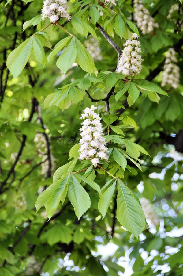 The Blooming Chestnut Tree with White Blossoms Stock Photo - Image of ...