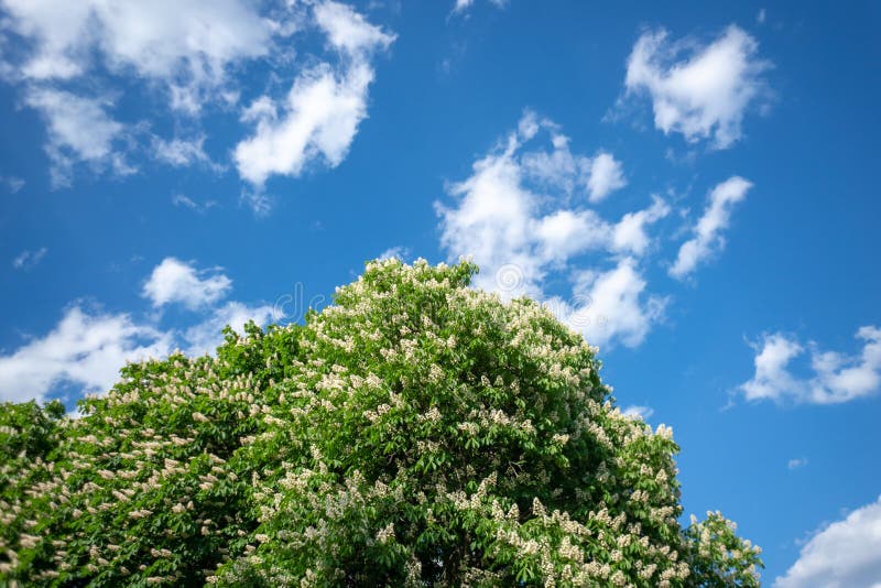 Blooming Chestnut Trees and Blue Sky with Clouds. Bright Spring Nature ...