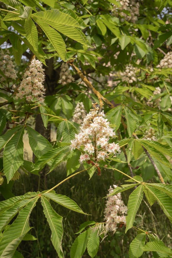 Blooming Chestnut Trees on the Streets of Rome in Italy Stock Photo ...