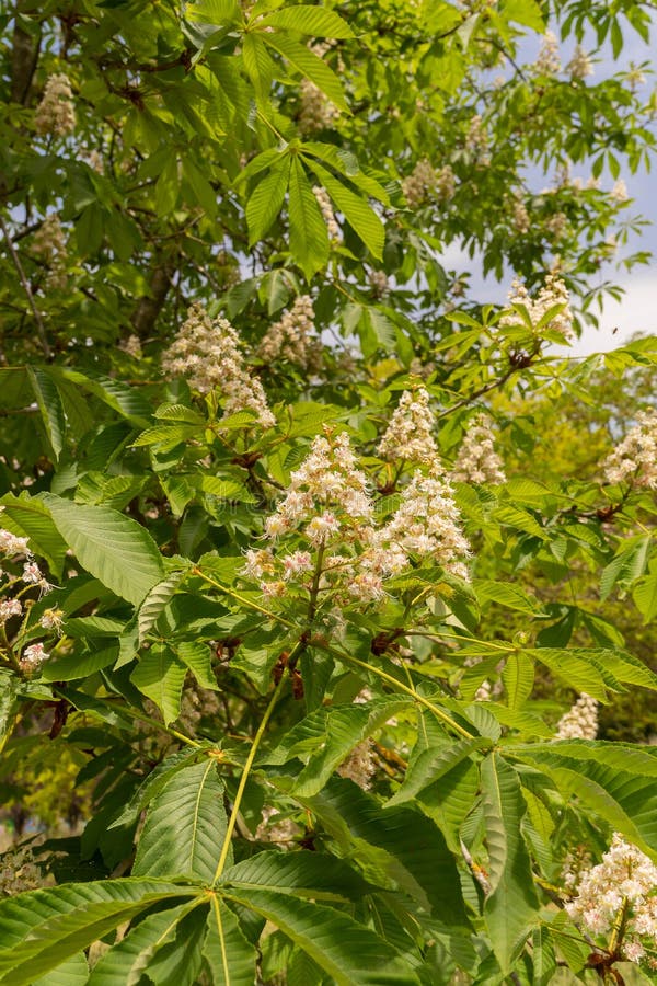 Blooming Chestnut Trees on the Streets of Rome in Italy Stock Photo ...